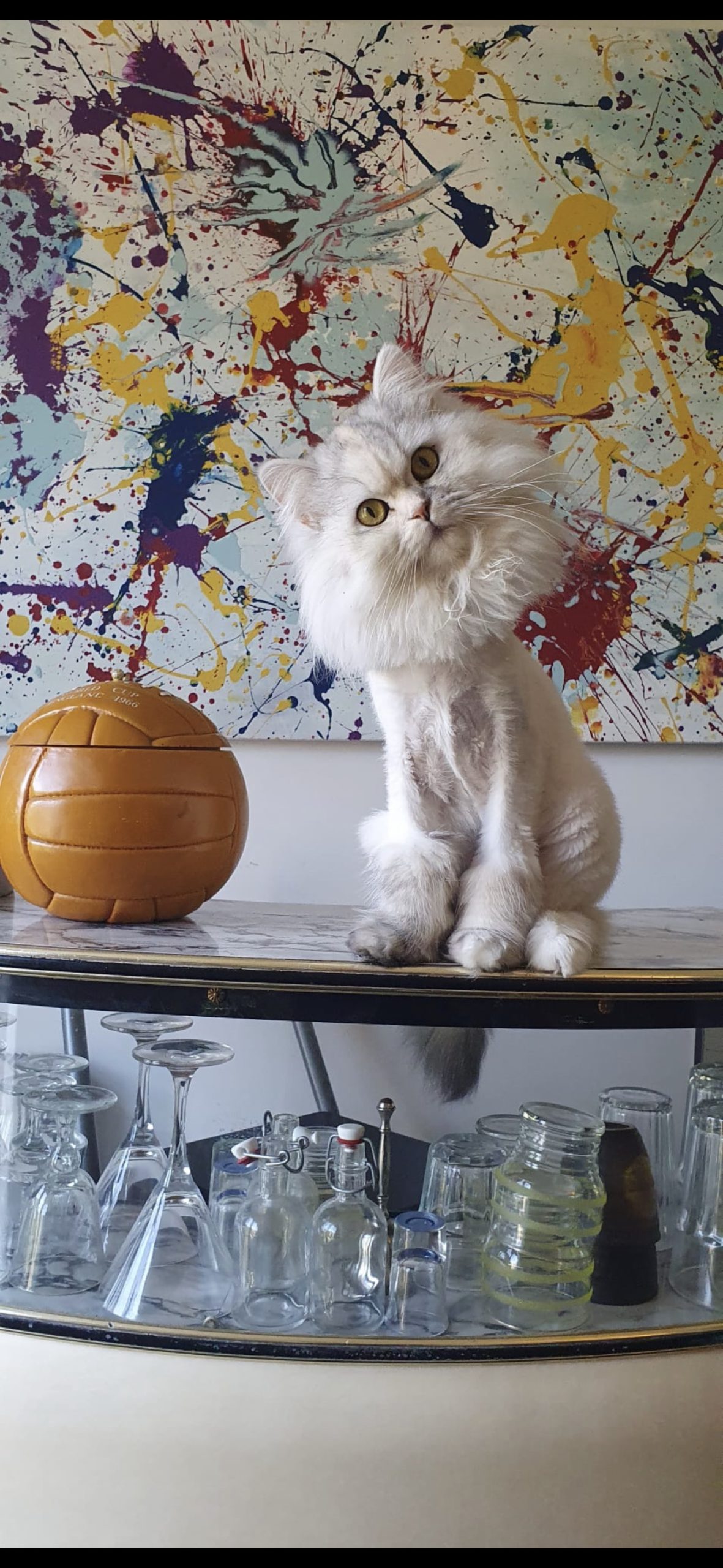 Cats available for adoption - Indoor Cats London